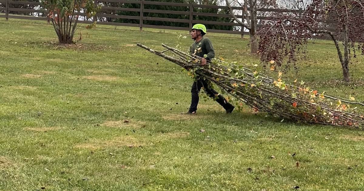 Tree Hauling | Asheville, NC | United Tree Services