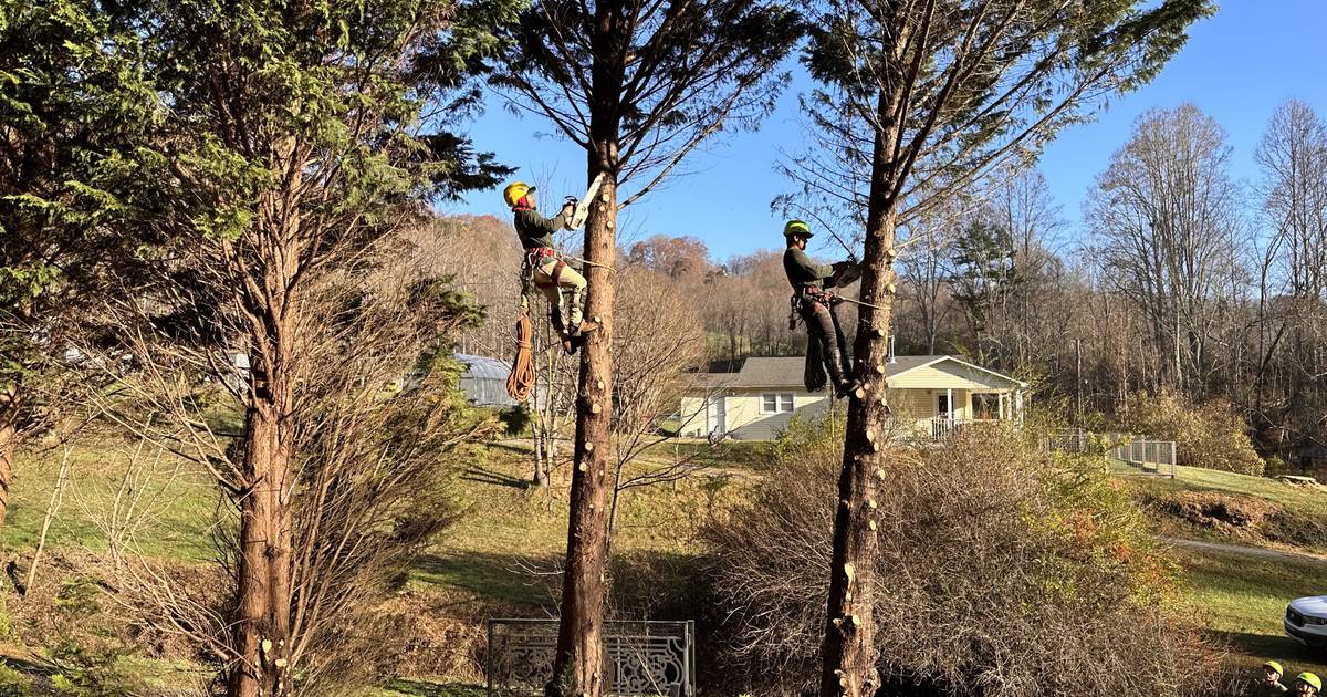 Tree Services | Asheville, NC | United Tree Services